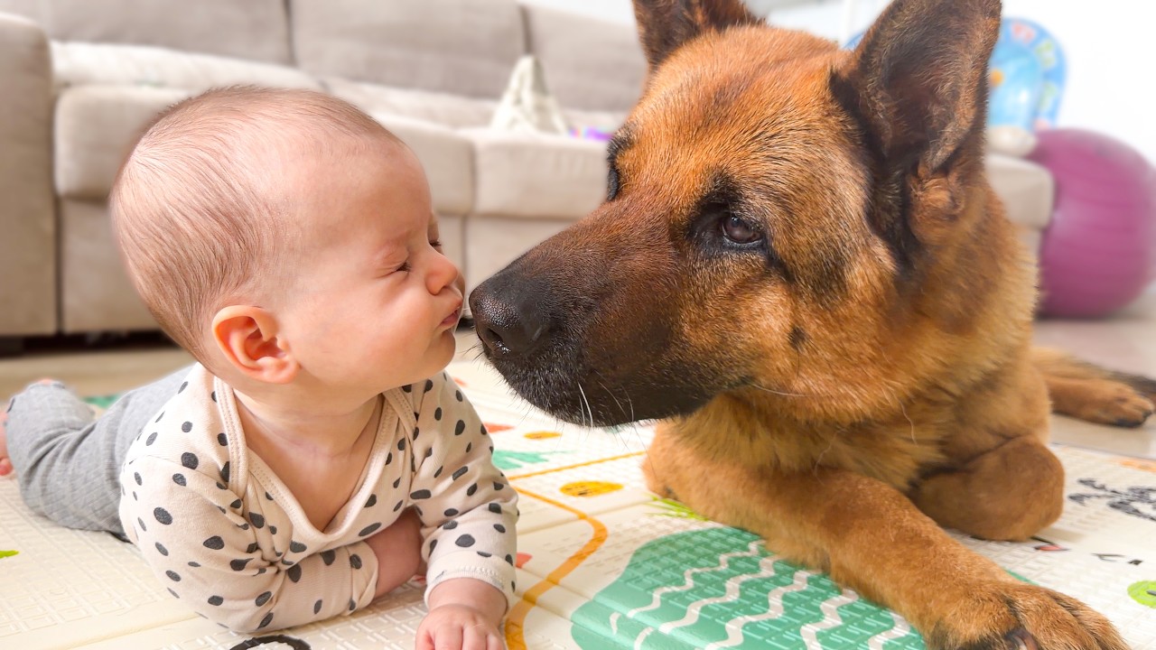 Baby deelt een lief moment met Duitse herder