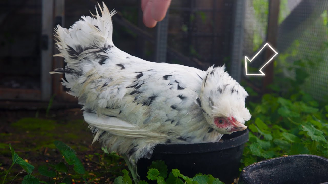 Our chicken has wry neck