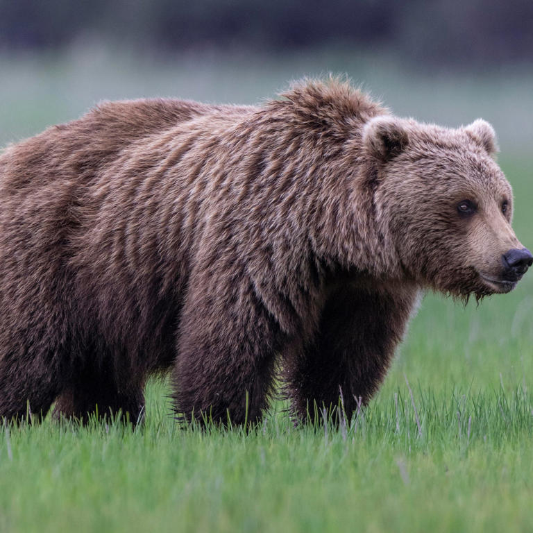 2 soldiers attacked by bear during training at Army base in Alaska