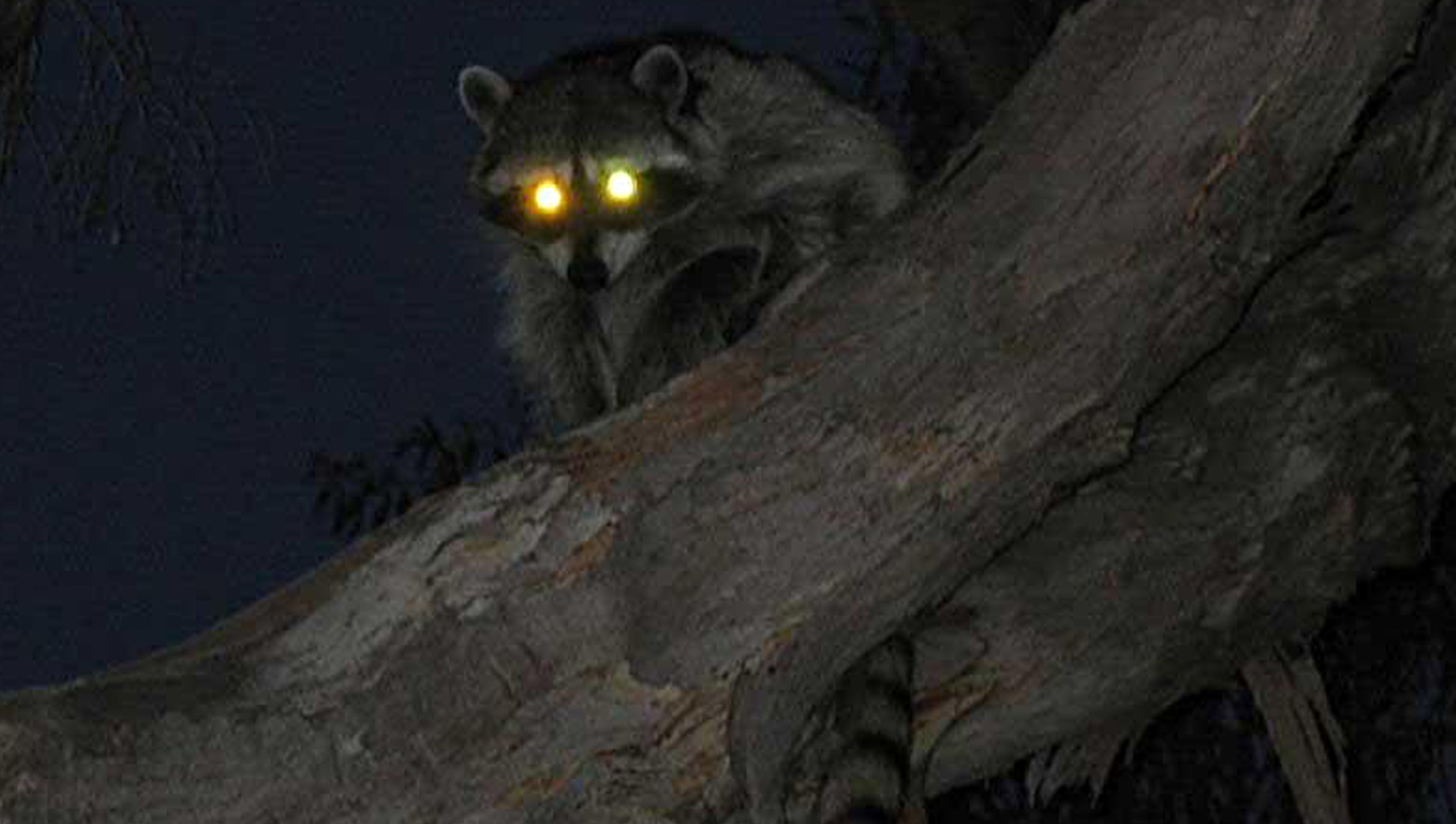 Chilling animal encounters in US forests caught on camera