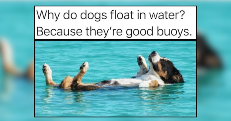 21 fun in the sun doggos for pre-summer smiles