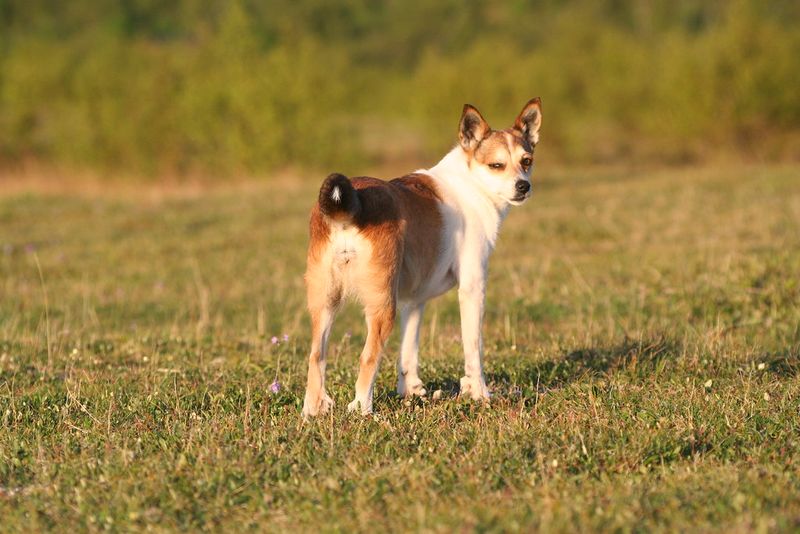 According to vets, these 10 uncommon dogs deserve attention