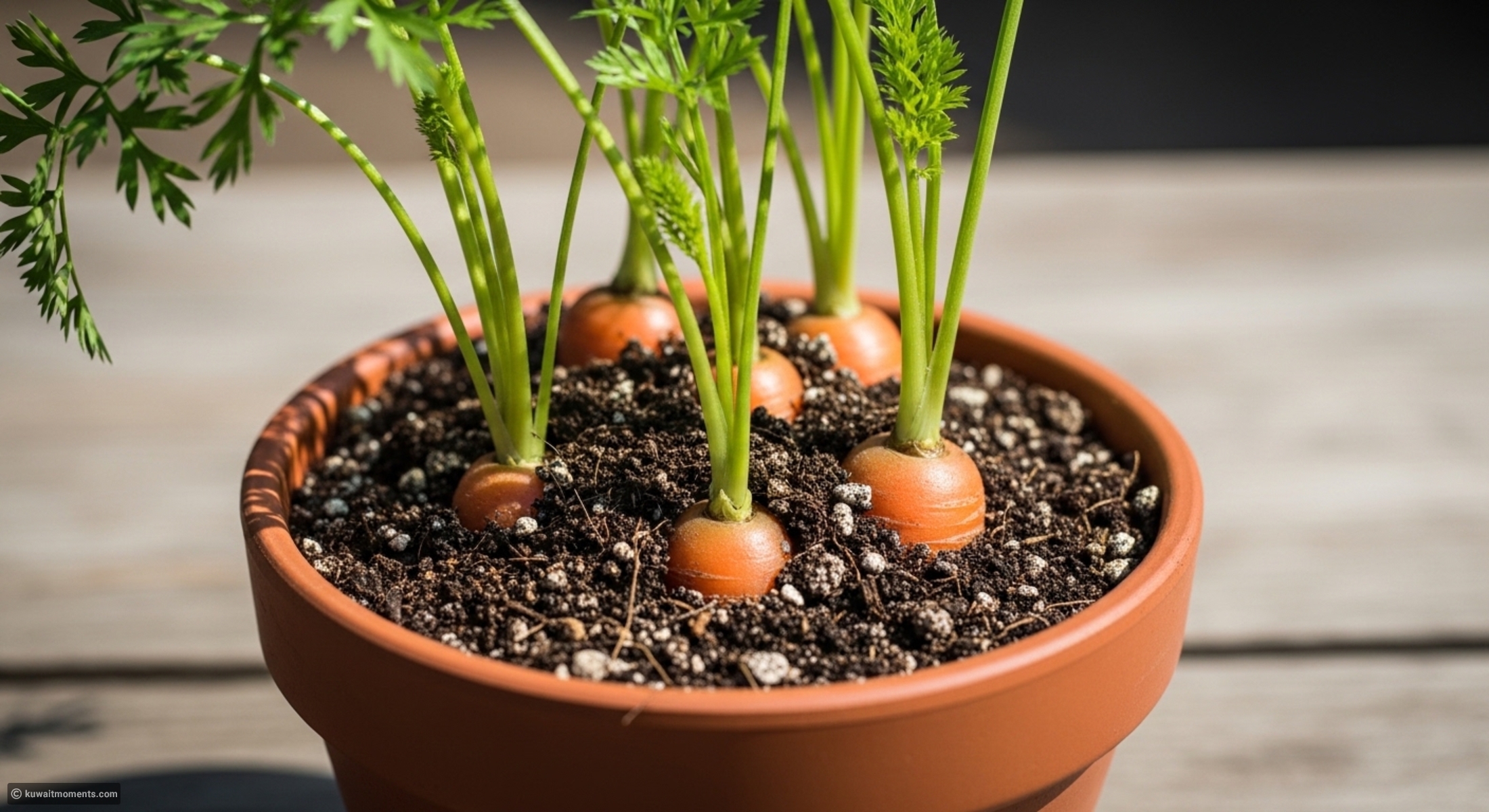 Some plants do better in containers: here's why