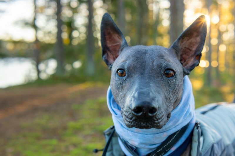 According to vets, these 10 uncommon dogs deserve attention