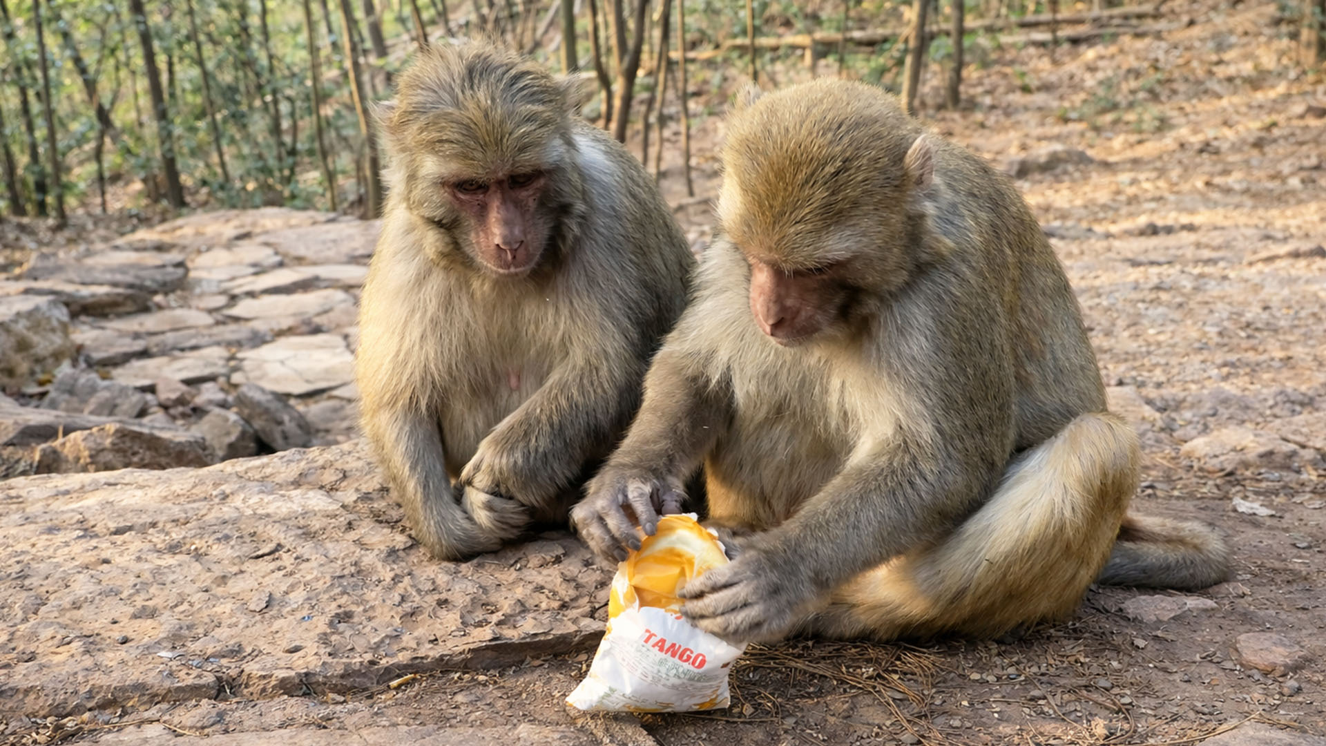Two monkeys react differently after getting only one bread