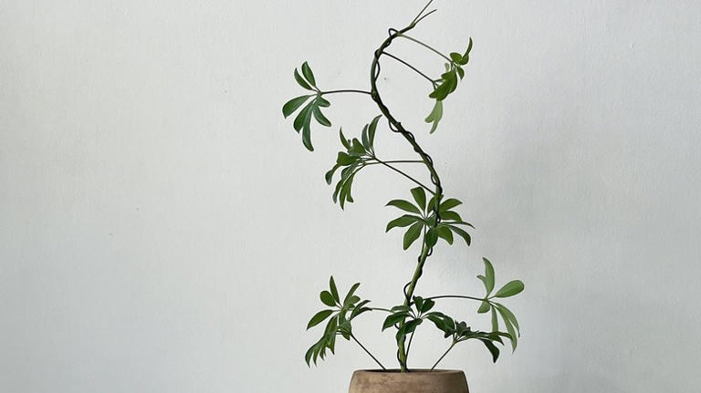 The simple way to turn a schefflera tree into a statement houseplant