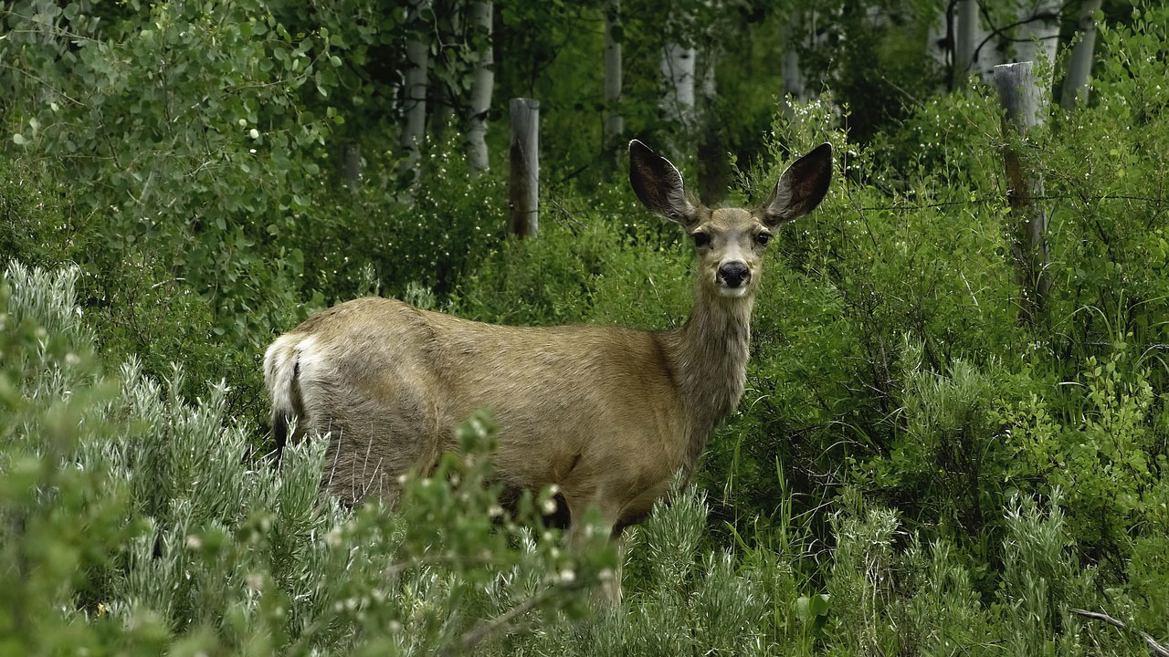 15 animal behaviors that tell you a predator is nearby