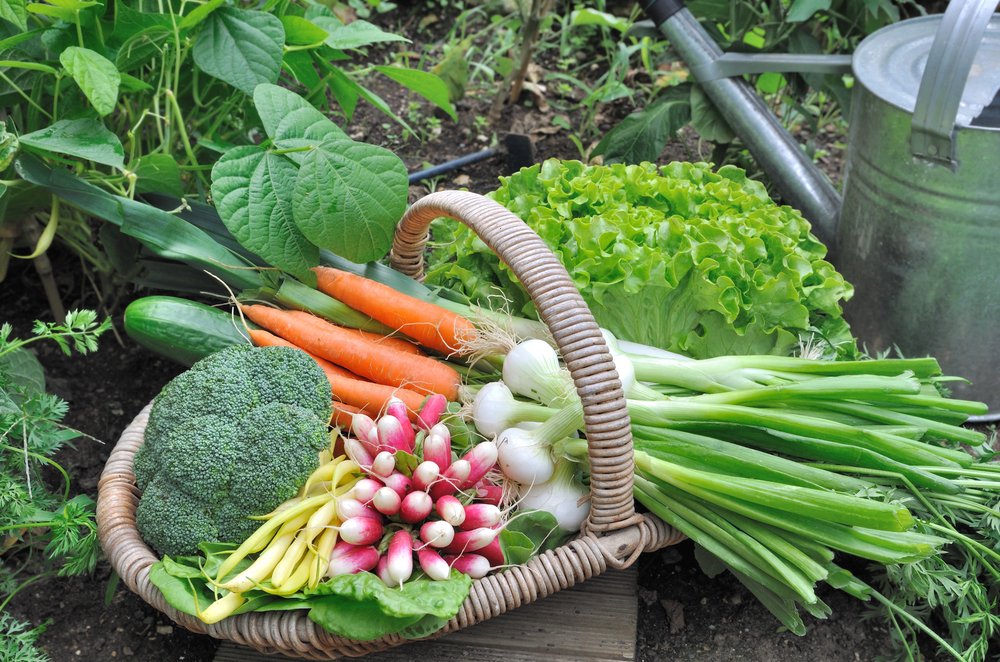 20 easy-to-grow vegetables for a low-maintenance home garden