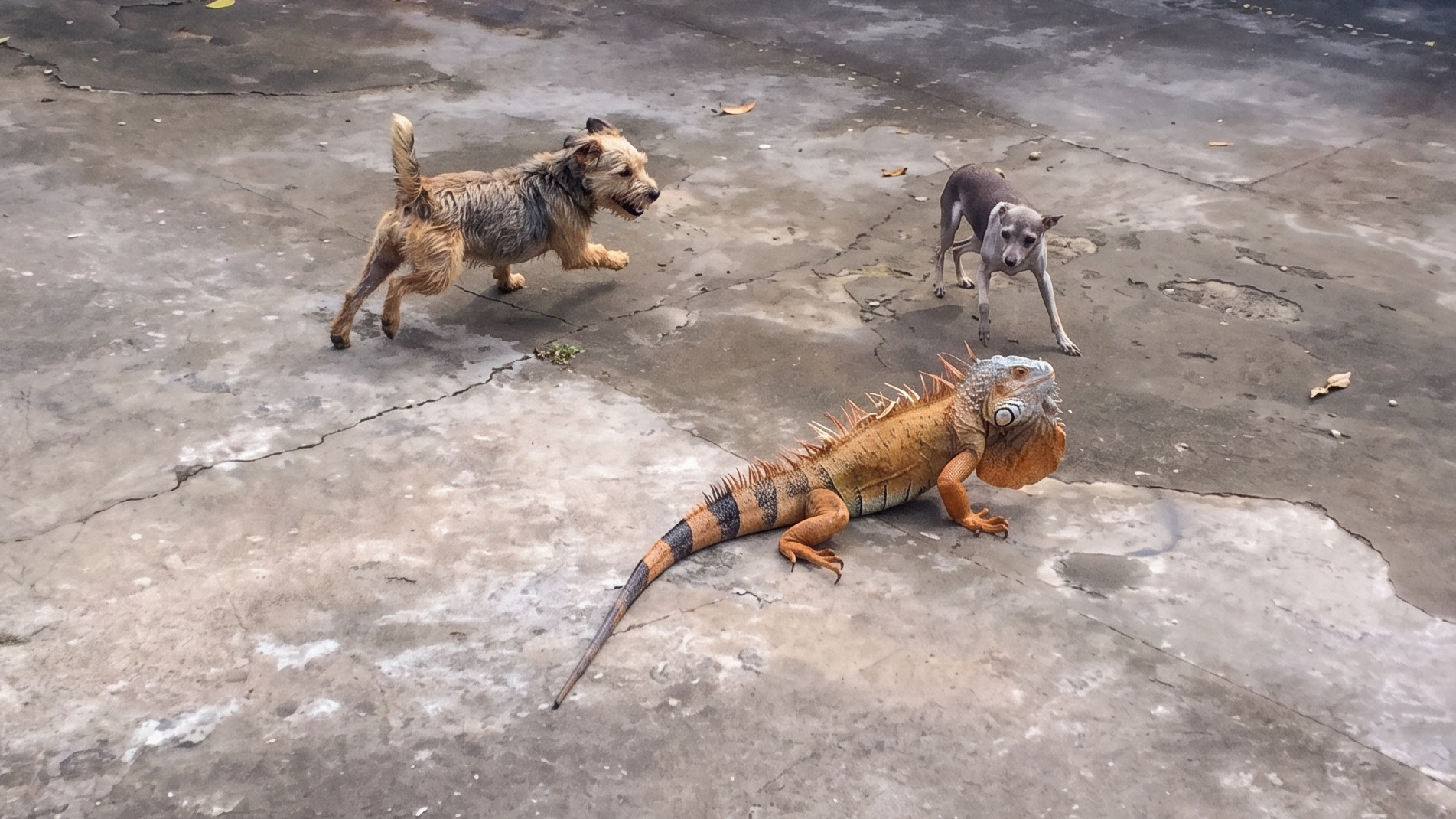 Watch what happens when dogs attack this strange creature