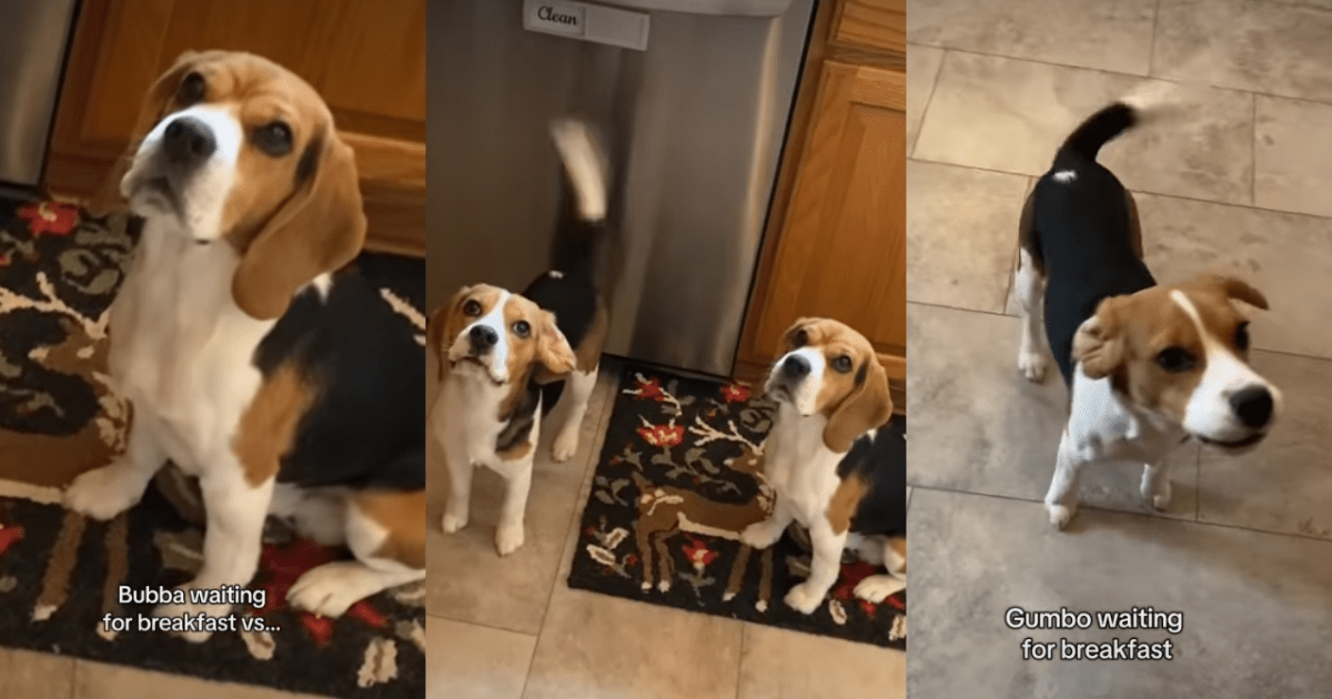 Dogs have very different reactions when waiting for breakfast