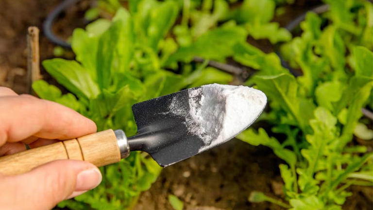 El truco de tirar bicarbonato en las macetas y el jardín: por qué ...