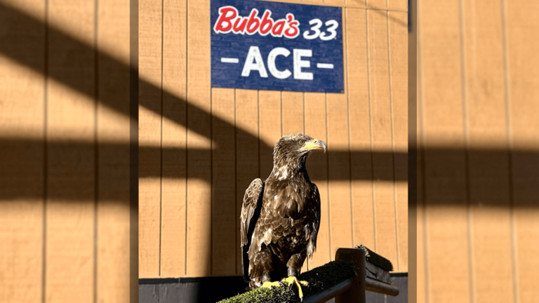 Bubba’s 33 donates all profits to American Eagle Foundation, April 22