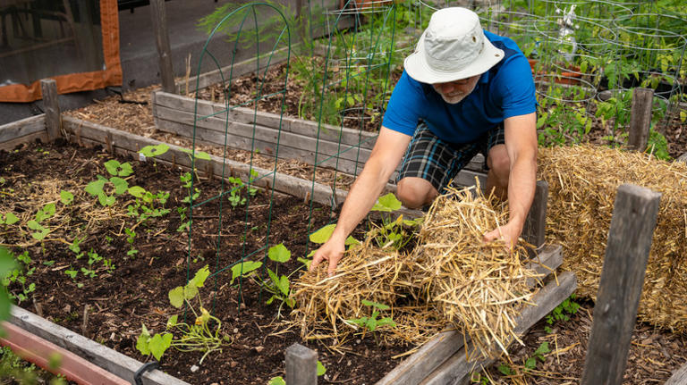 Straw mulch does more than just keep your garden watered while you travel
