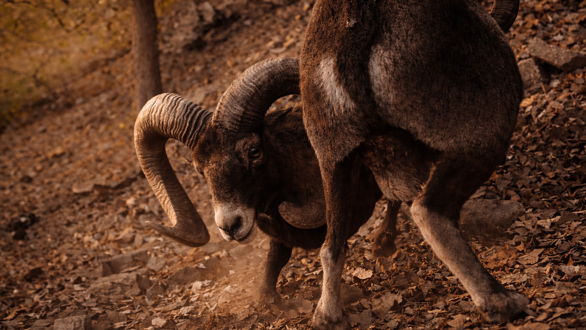 This unexpected clash reveals nature’s raw power - hidden camera
