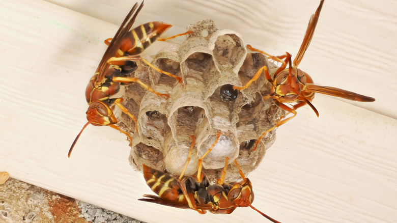 What to do if you find a paper wasp nest near your home