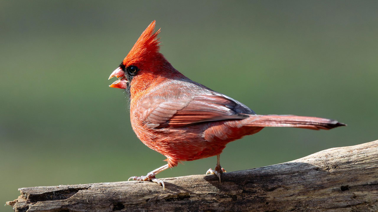 15 animal behaviors that tell you a predator is nearby
