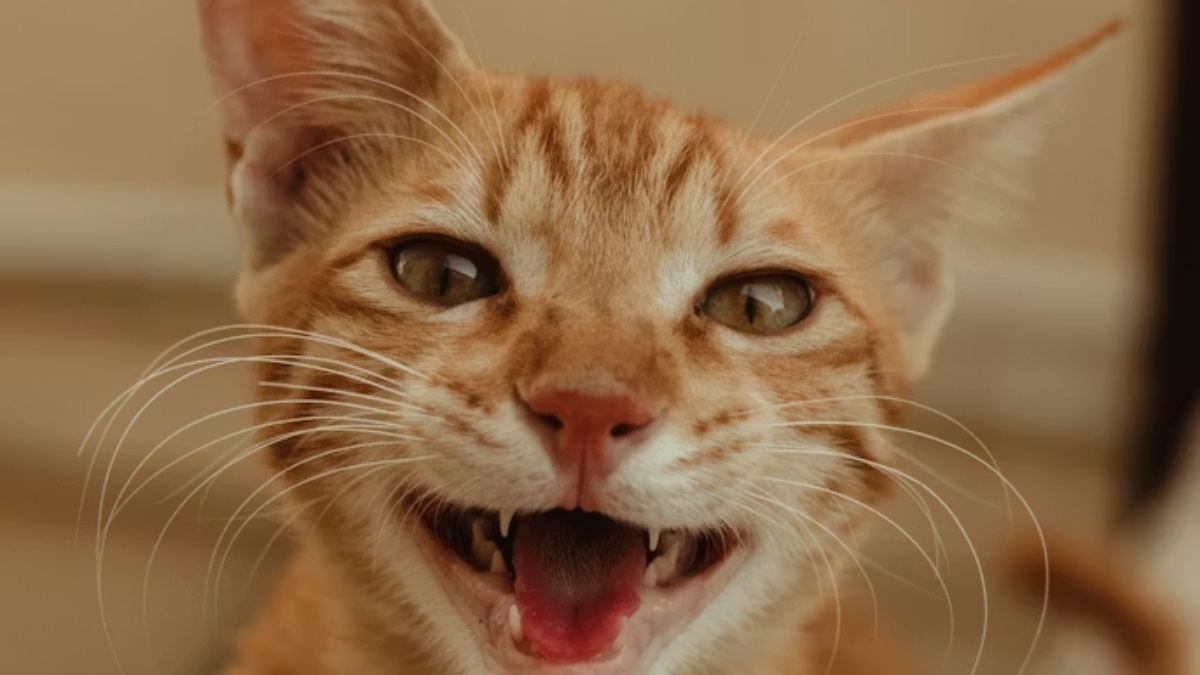 9 facts about orange cats that will make you see they're not what you ...