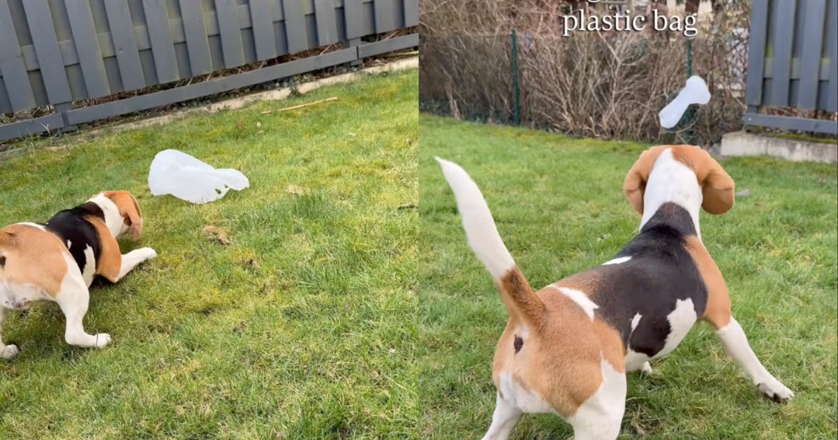 Beagle feels scared of plastic bag in the yard