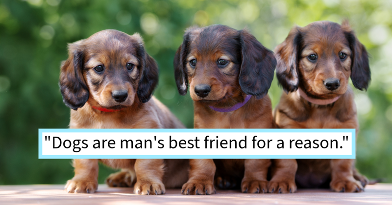 Dog Distribution System surprises dachshund pawrent with heartbreaking ...