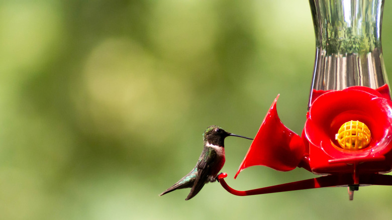 The seemingly harmless insect you don't want to find on your ...
