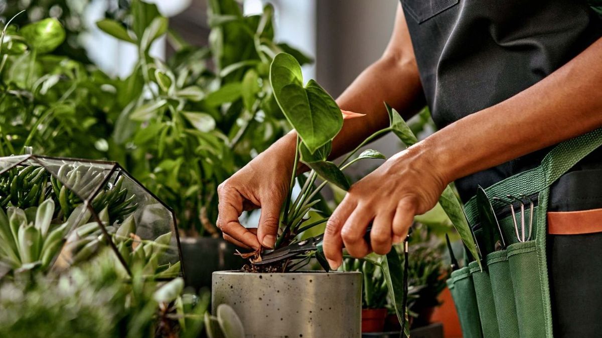 El truco de tirar bicarbonato en las macetas y el jardín: por qué ...