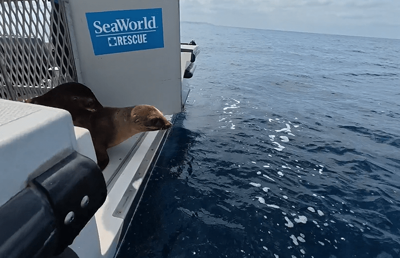 Watch: SeaWorld rescue team releases rehabilitated seabirds, sea lions