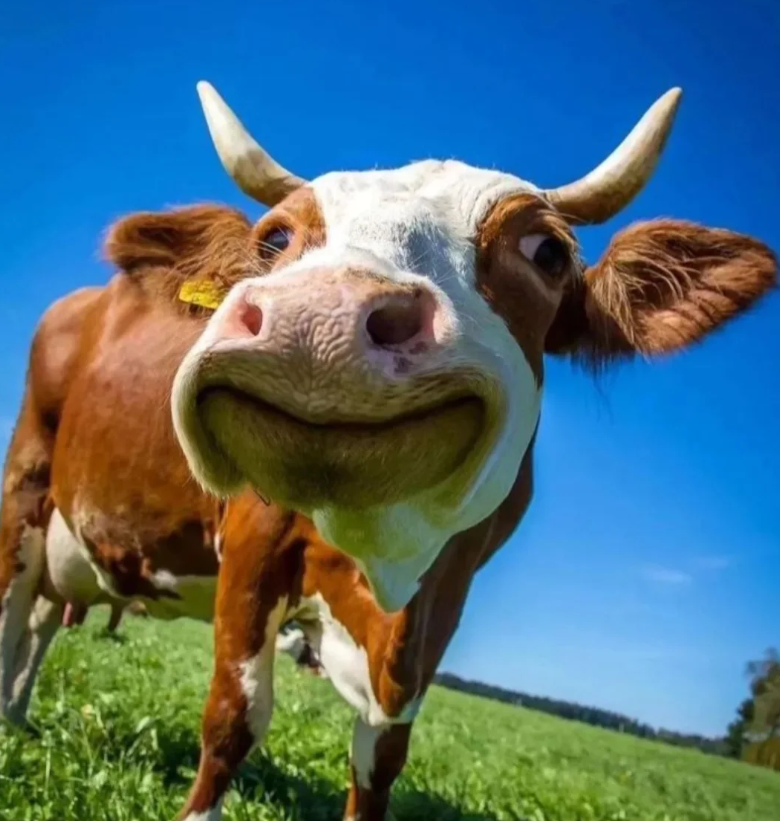 Feeling a little moo-dy? These 21 fluffy derpy cow pics might ease the vibe