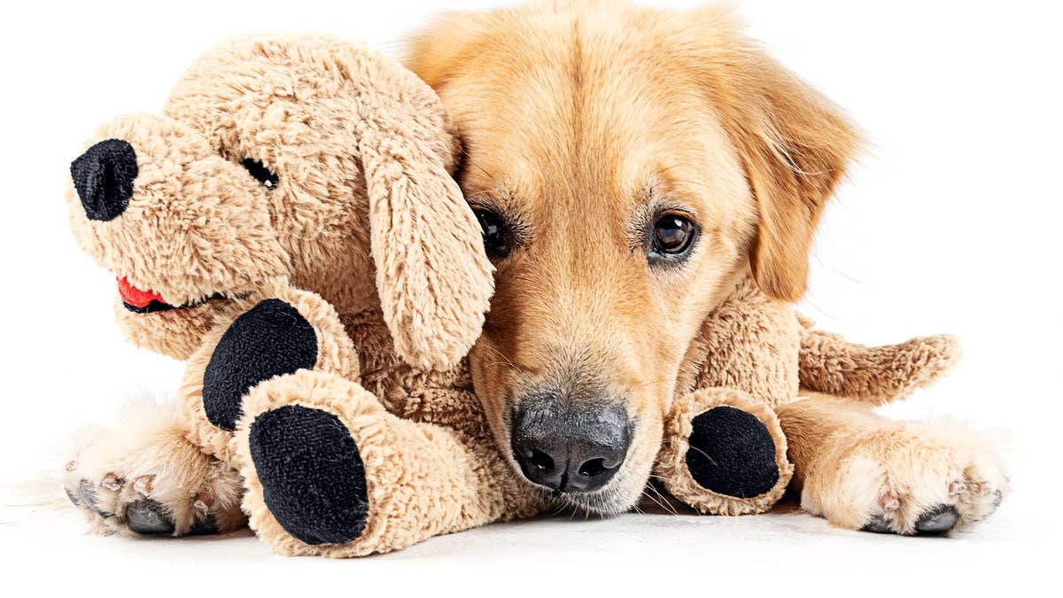 Dog crew of 4 all have wildly different reactions to stuffed pup
