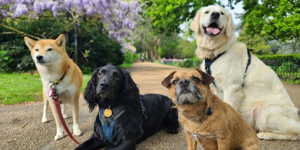 Expert on dog names: Your choice can reveal far more about you than ...