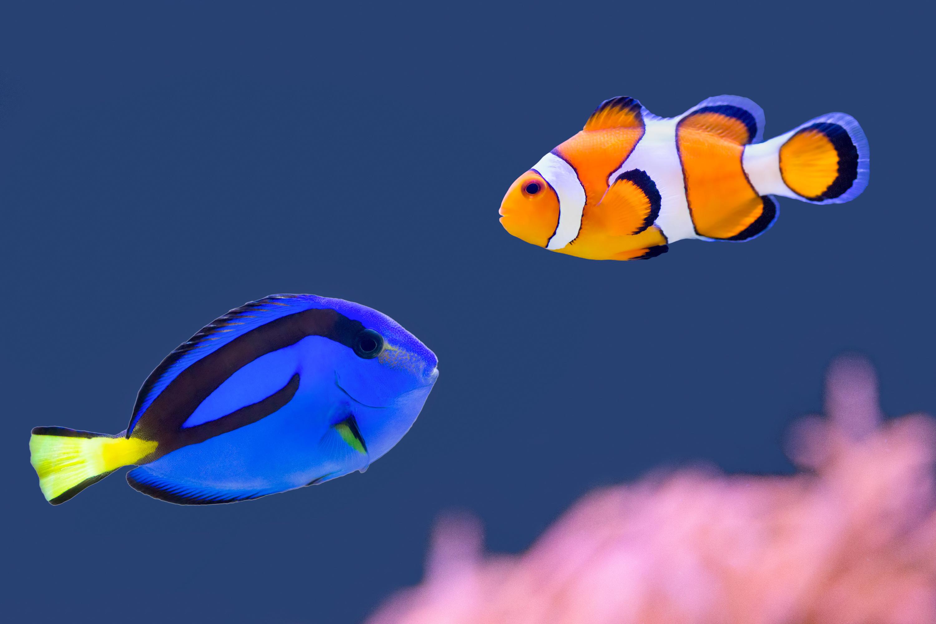 Seul un aquariophile pourra nommer ces 10 poissons du « Monde de Nemo