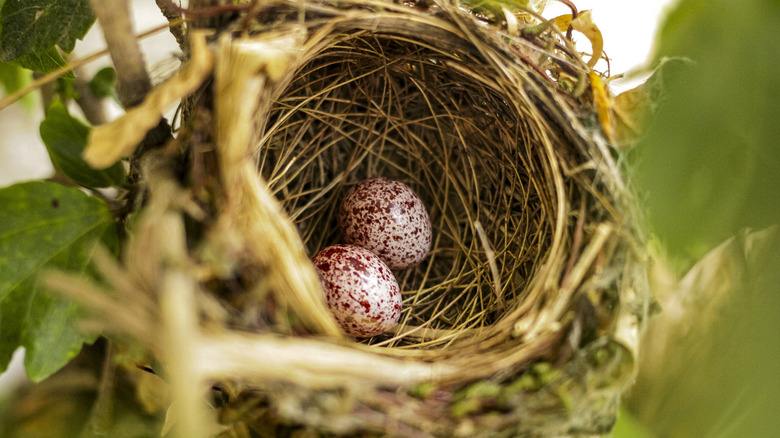 If you find a bird egg in your vegetable garden, here's what you need ...