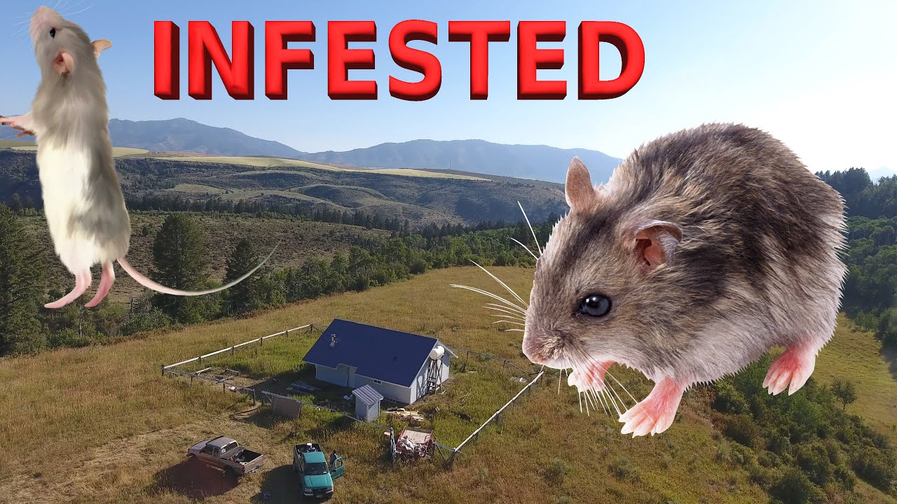 I spent 20 years battling mice in my cabin 🐭