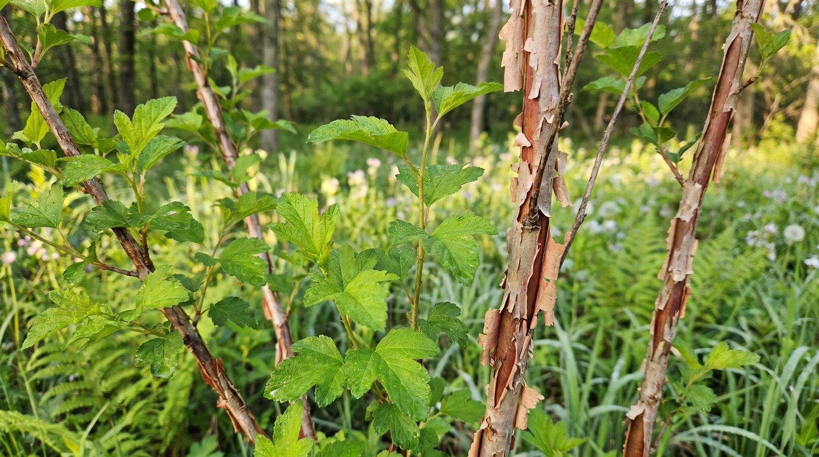 One stunning shrub that brings pollinators and backyard privacy