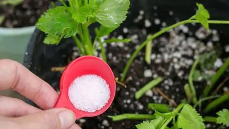 El truco de tirar bicarbonato en las macetas y el jardín: por qué ...