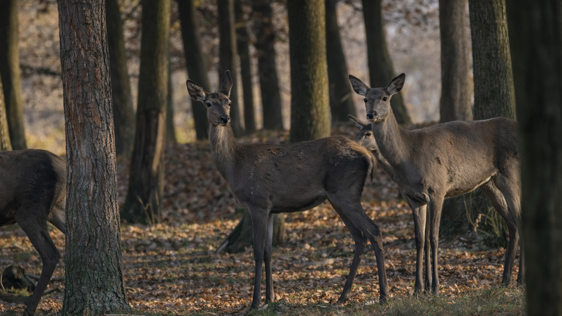 Something caught their attention at the same time - capture hidden camera