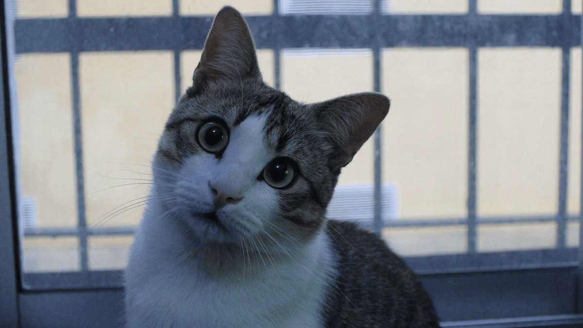 The 8 emotions that cats can actually feel