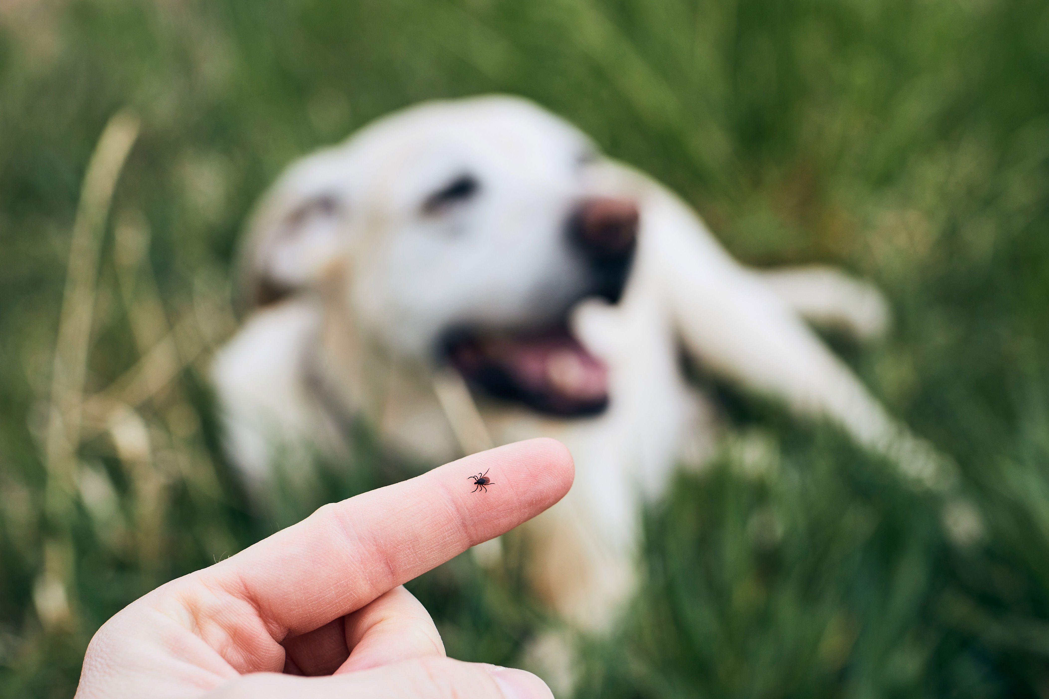 Tick bites sending Americans to the ER at highest rate in nearly a ...