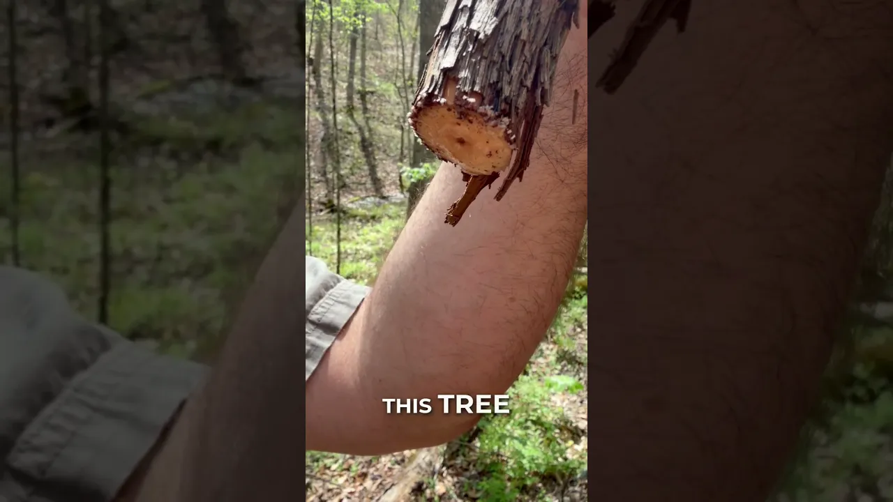 Why this 'dead' vine starts dripping when you cut it