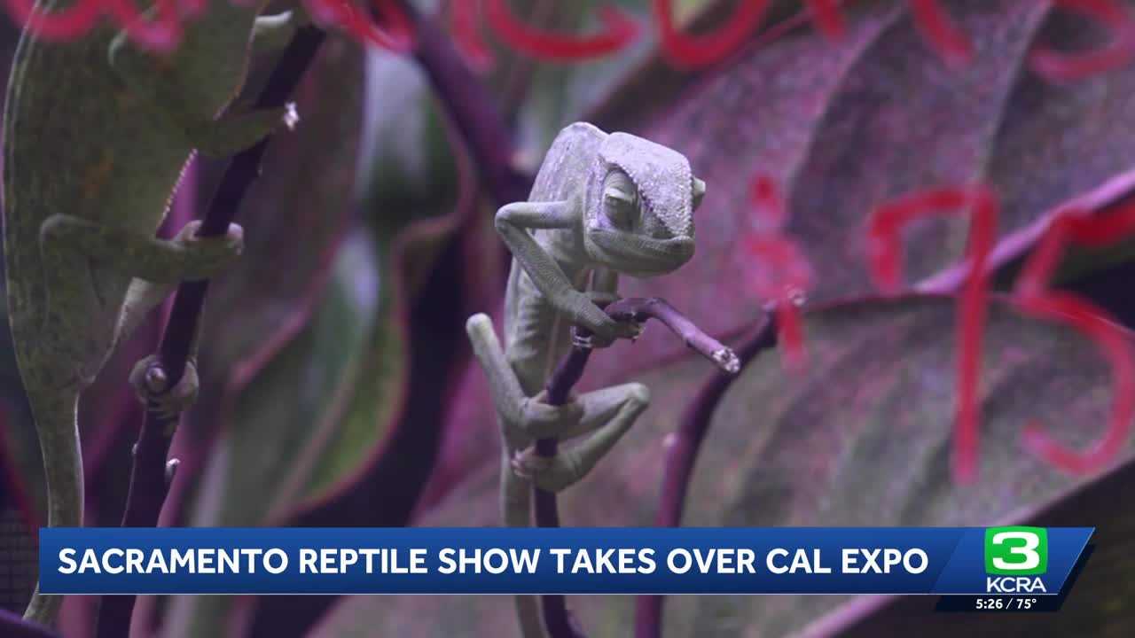 Thousands of reptiles on display for the Sacramento Reptile Show