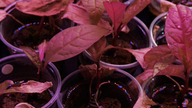 US scientists’ new method can measure rare-earth elements in plants ...