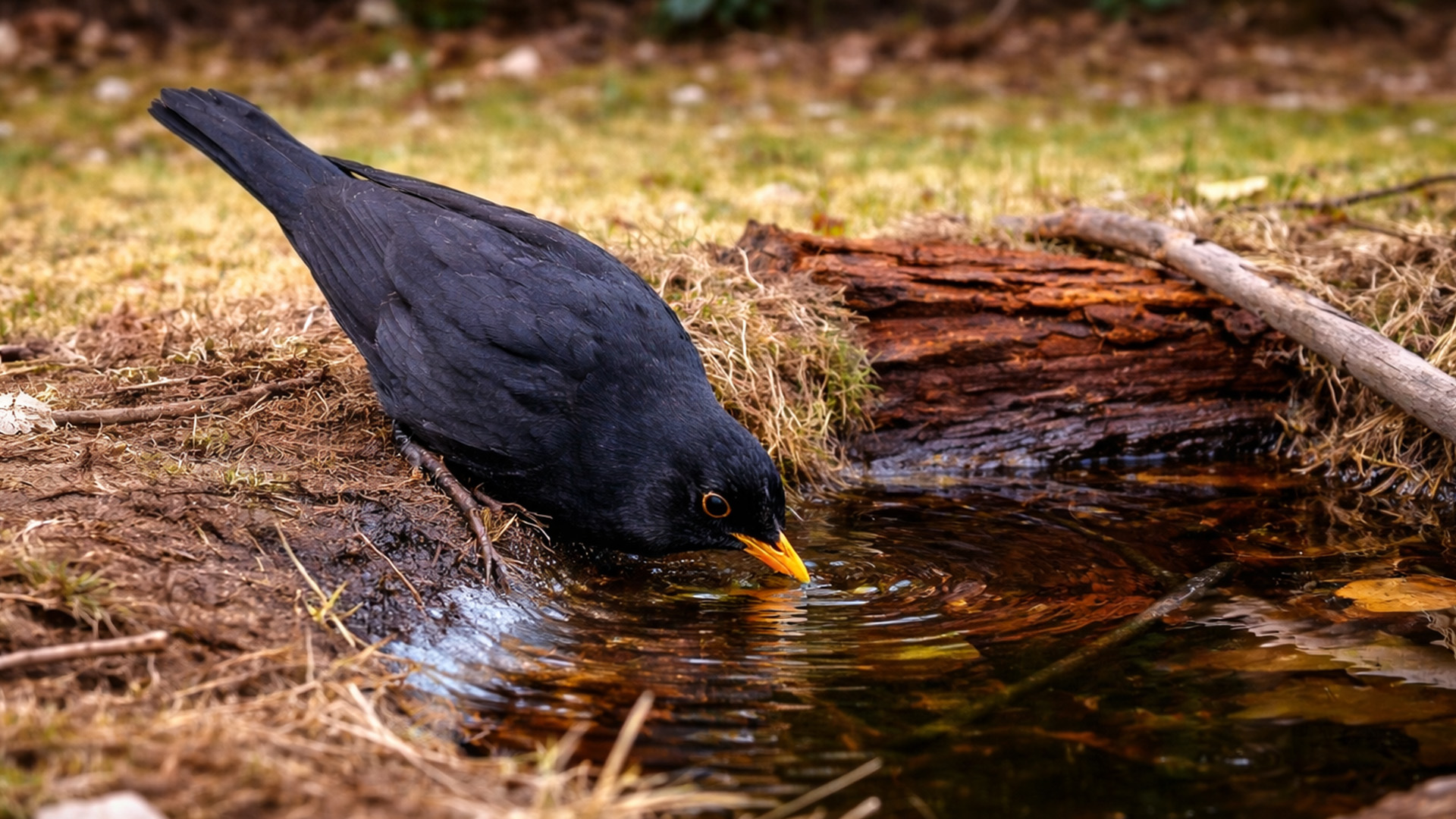 Verborgen camera legt zwarte vogel vast die zingt bij het water