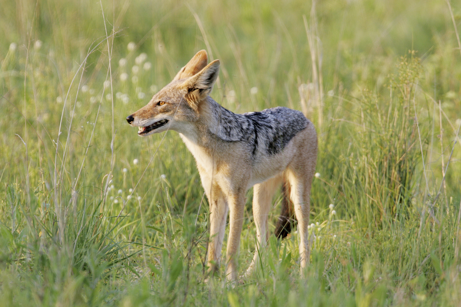Nature's tricksters: Fun facts about jackals