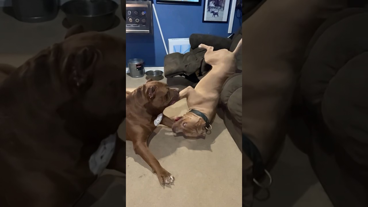 This dog always finds a way to surprise me