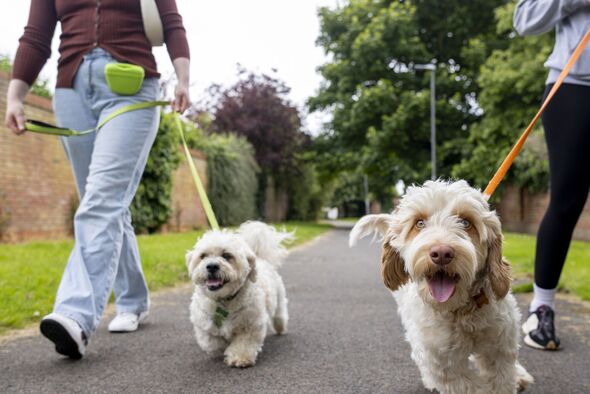 5 reasons you're not the right type of person to own a dog