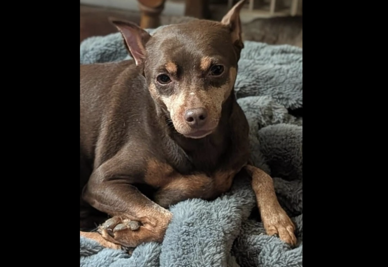 This little dog built for slow mornings & snuggles is looking for love