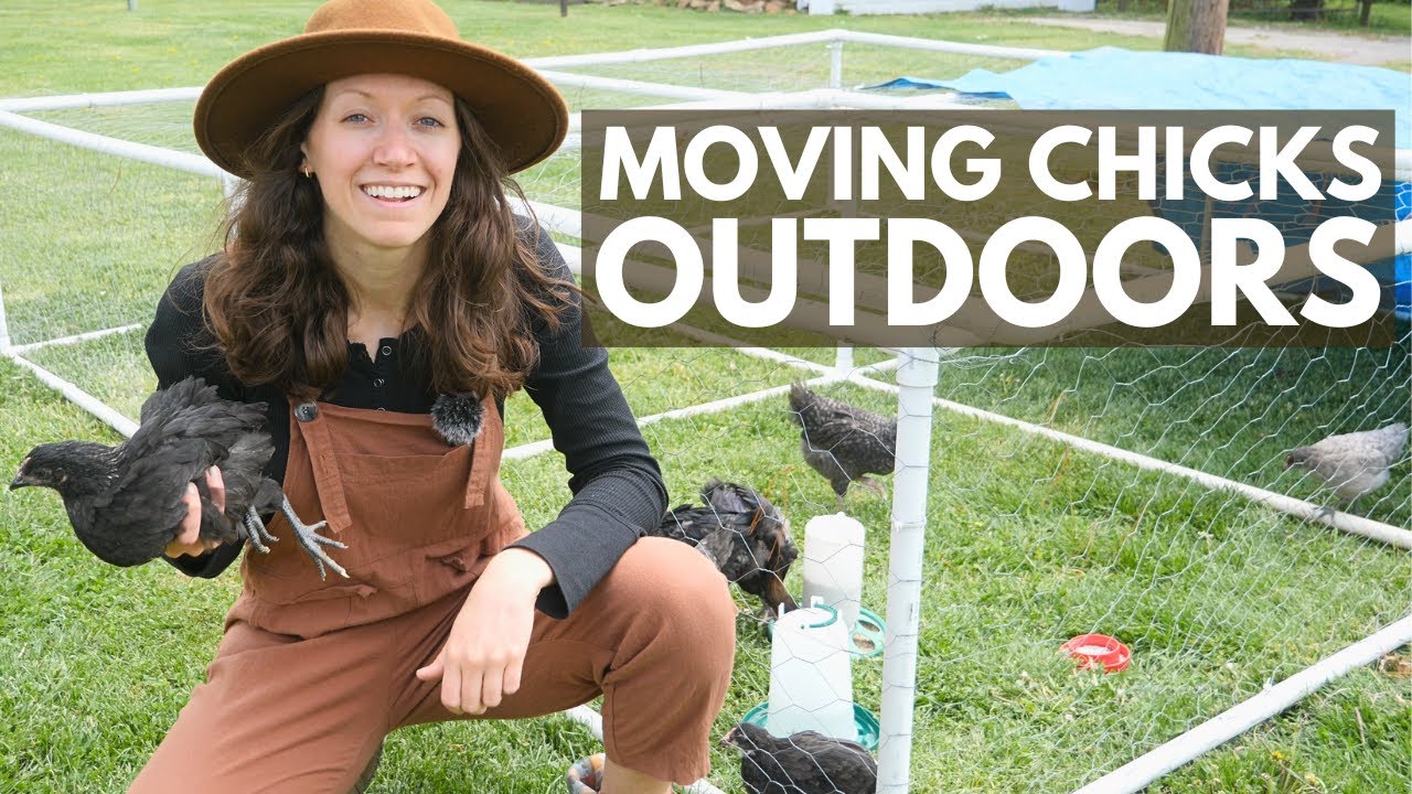 Know exactly when baby chicks can safely move outdoors