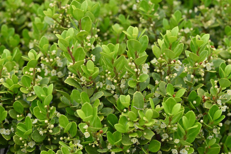 5 low‑maintenance hedges that give you privacy without the upkeep, from ...