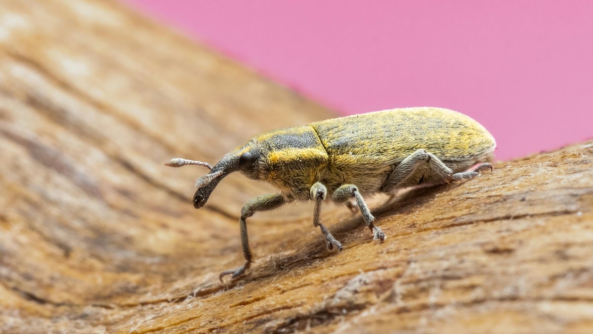 What is the study of insects called?