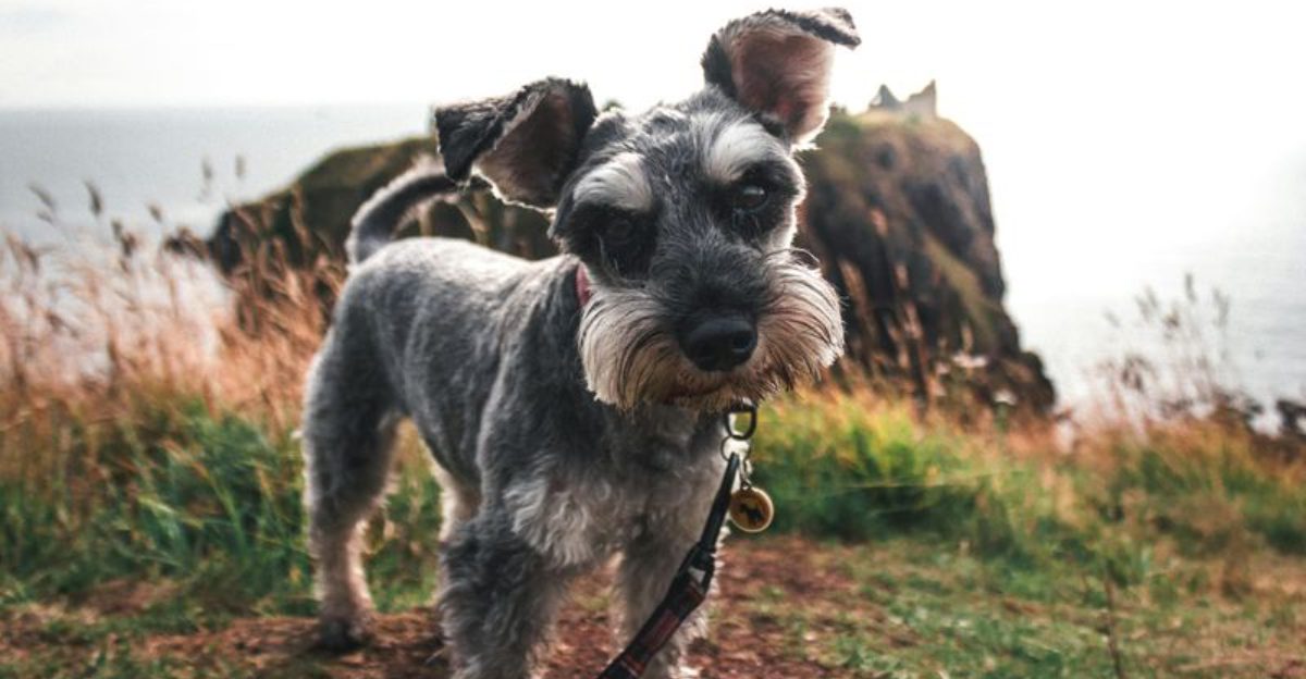 You won't be able to resist these 10 German dog breeds