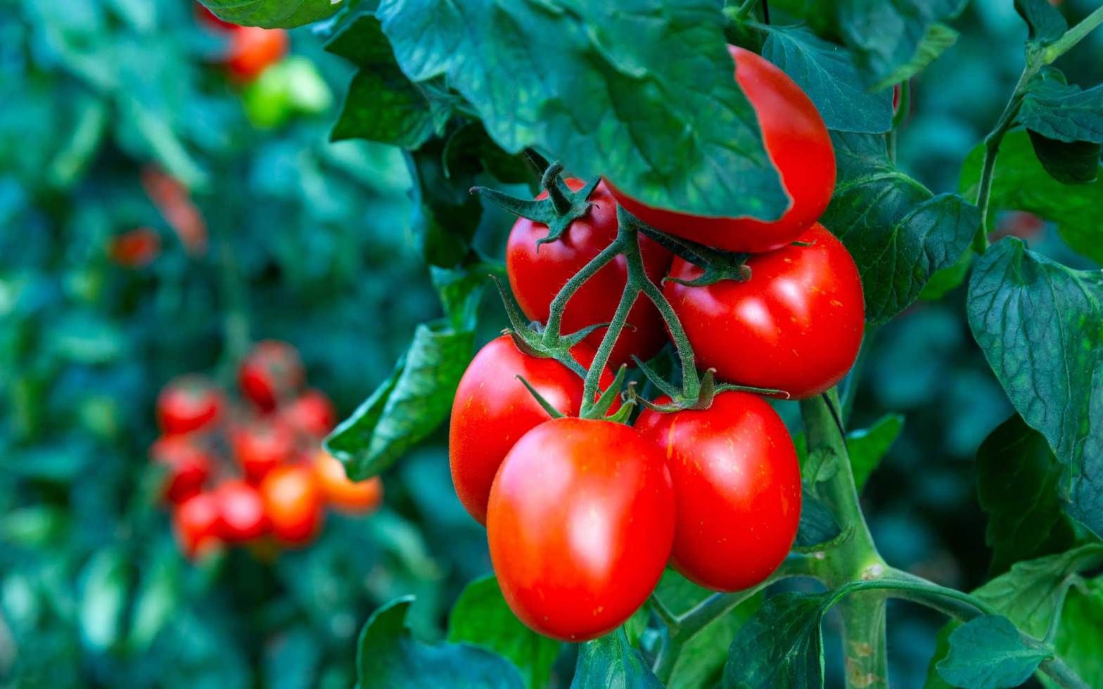 Altes Brot nicht wegwerfen! Daraus entsteht der beste Tomaten-Dünger